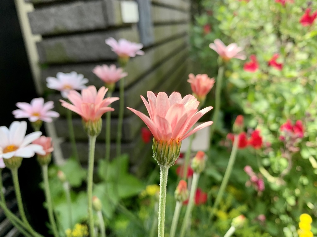 5月の庭 小さなお花たち: my garden