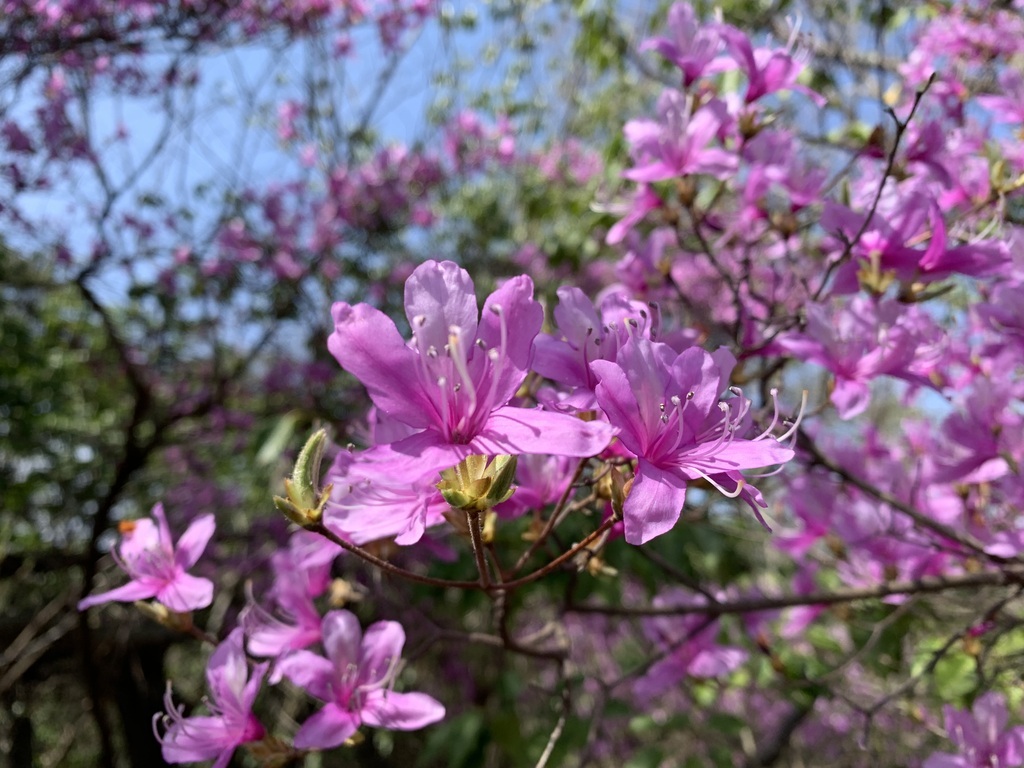 はじめての森歩き講座 宝ヶ池 東山: my garden