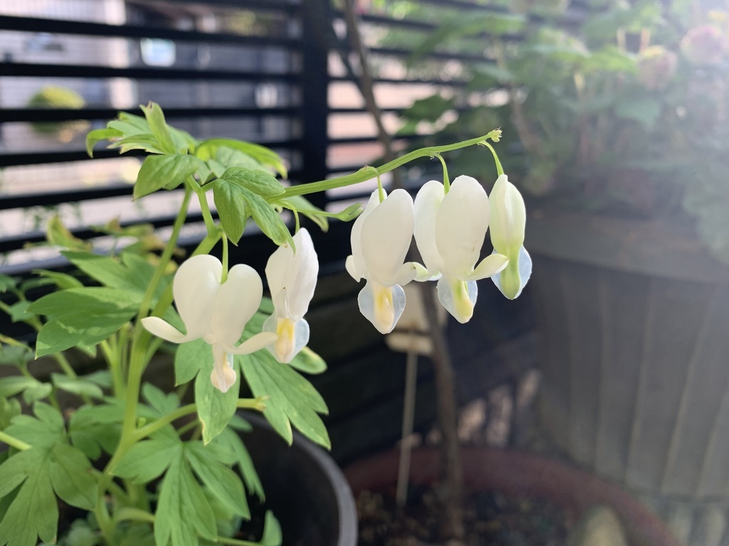 4月の庭: my garden