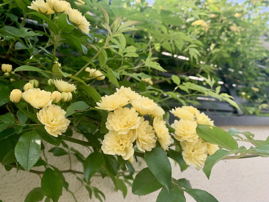 我が家のモッコウバラ日記: my garden