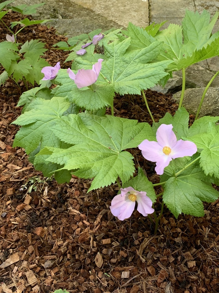 古知谷阿弥陀寺 春の山野草: my garden