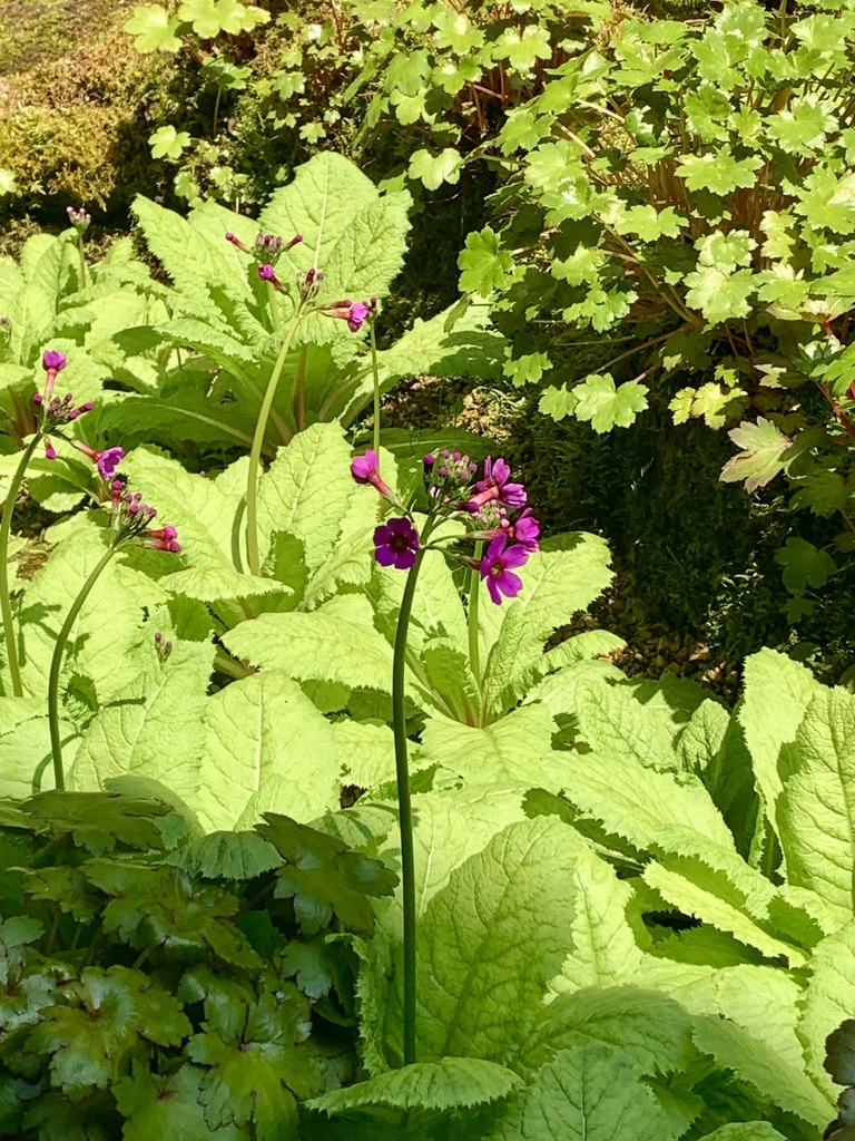 またまた古知谷阿弥陀寺へ: my garden