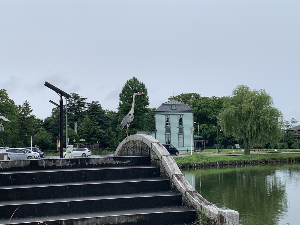 いざ埼玉へ: my garden