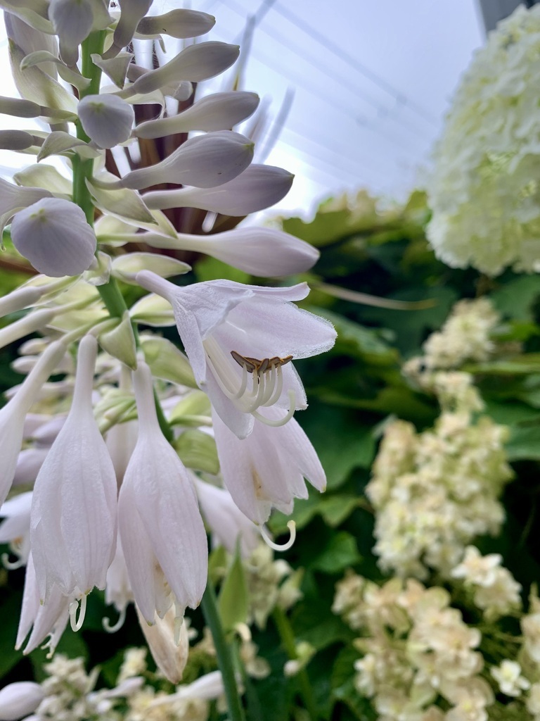 6月の庭: my garden