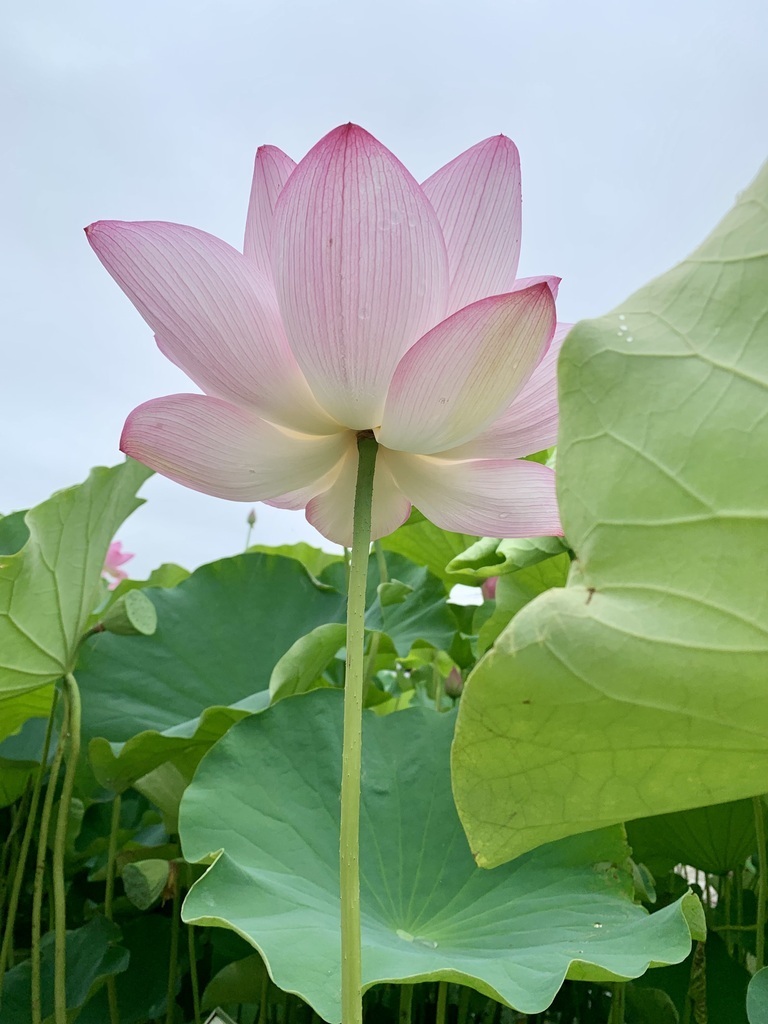 古代蓮の里と田んぼアート: my garden