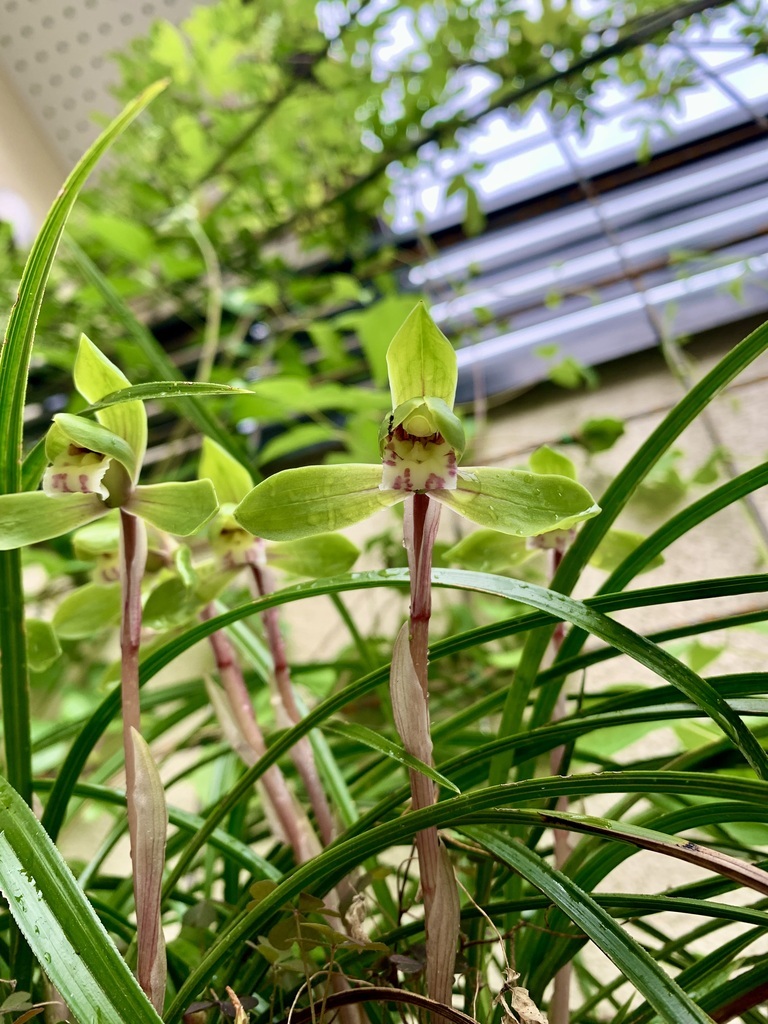 4月の庭: my garden