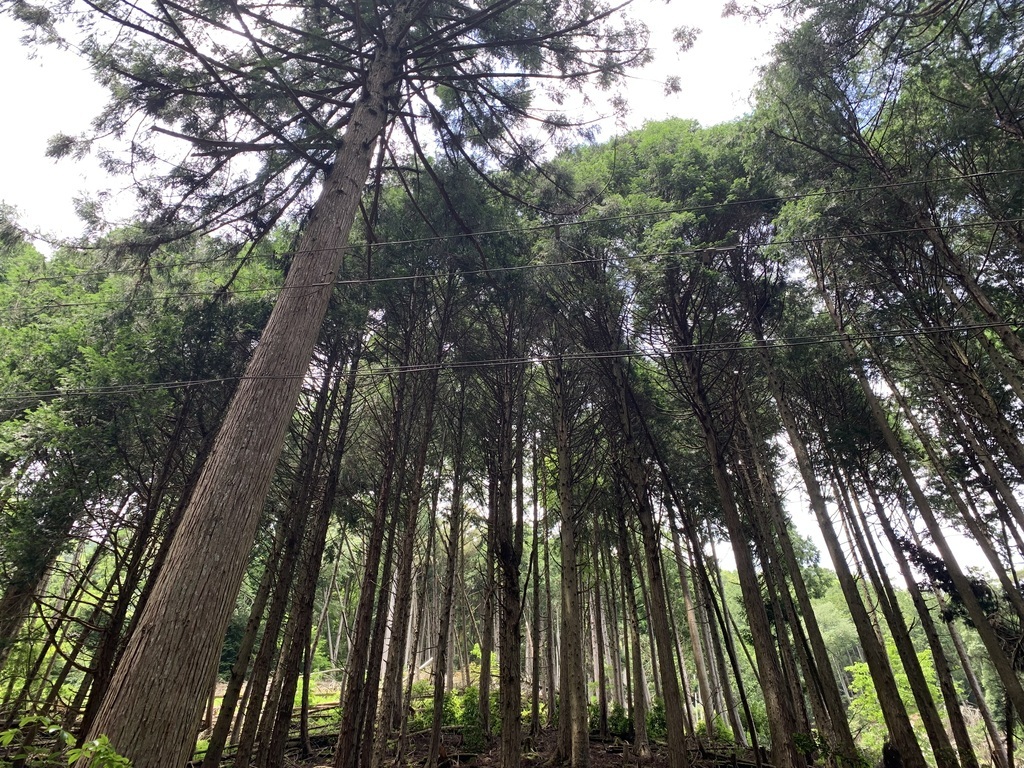 古知谷阿弥陀寺: my garden