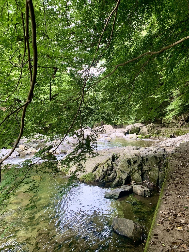 はじめての森歩き講座 摂津峡＆芥川清水緑道: my garden